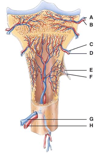Nutrient Canal In Bones