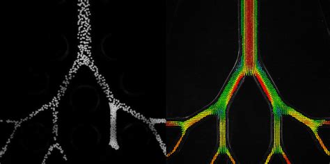 Biomedical Flows Experimental Fluid Dynamics Eth Zurich