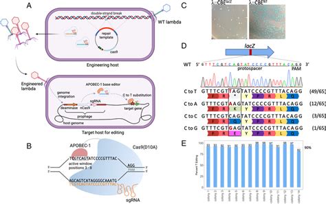 Base Editing Lacz A Overall Targeted Host Editing Strategy λ Cbe Download Scientific