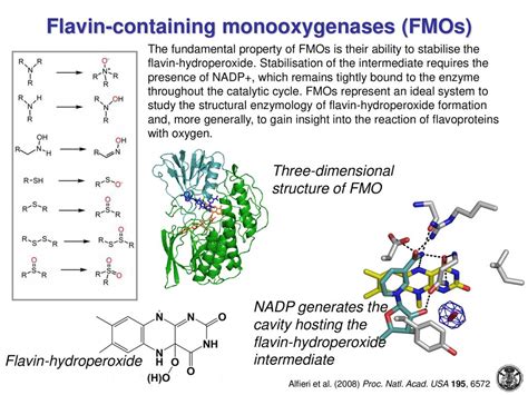 Flavin Containing Monooxygenases Fmos Ppt Download