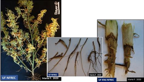 Hemp Diseases In North Florida Panhandle Agriculture