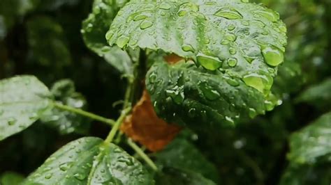 Raindrops In Leaves And Relaxing Music 🎶 Youtube