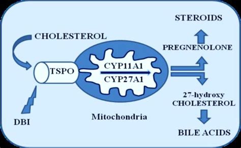 Cholesterol Metabolism In Hepatic And Steroidogenic Cells Cholesterol