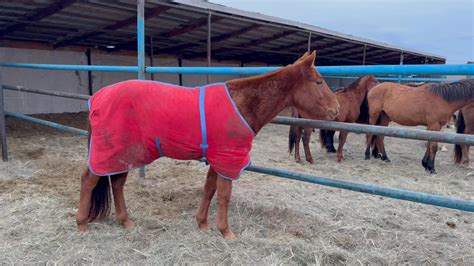 Мянгад түмний бахархалт хүлэг 15 настай ЧОНОН СААРАЛ морь 100 жилдээ тоосоо өргөж зодог тайллаа