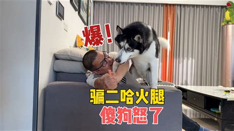 主人餵狗狗火腿，結果全吃自己嘴裡了，氣得二哈罵罵咧咧了一天【马桶的逗比狗生】 Youtube