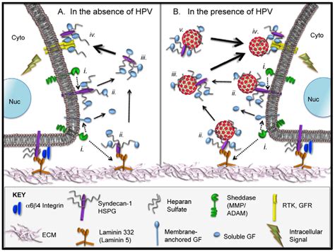 Normal Hspg Biology And Proposed Model For Extracellular Interactions Download Scientific