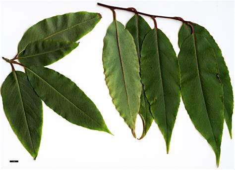 Perkinsiodendron Macgregorii Trees And Shrubs Online