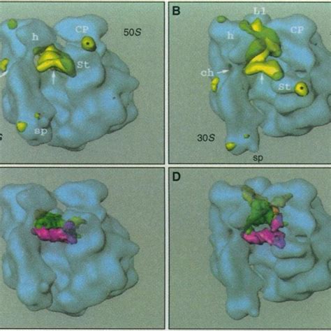 Ctf Corrected Difference Map Yellow Appearing Green In Regions Of Download Scientific Diagram