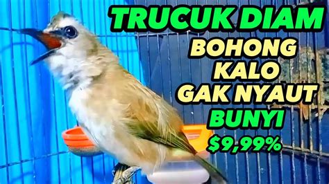 Suara Trucukan Gacor Ropel Ngalas Pancingan Trucukan Agar Bunyi