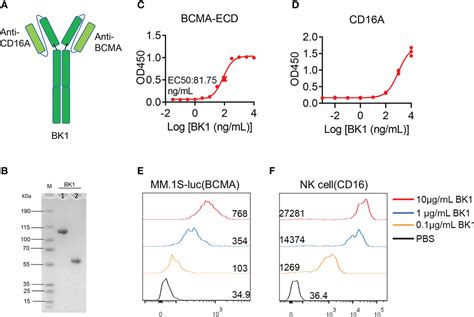 Protein Atlas Bcma At Madeline Mair Blog