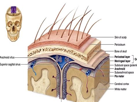 Csf Cisterns Ppt