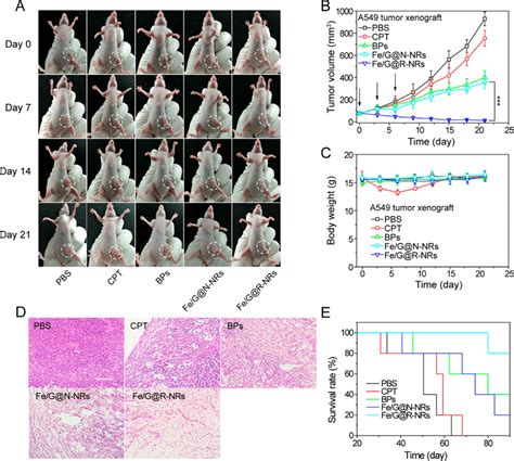 In Vivo Anti Tumor Efficacy Against A549 Tumors After Intravenous