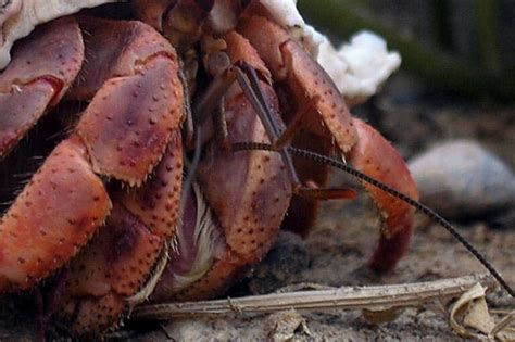 The Ultimate Guide To Hermit Crabs How Big Can They Really Get