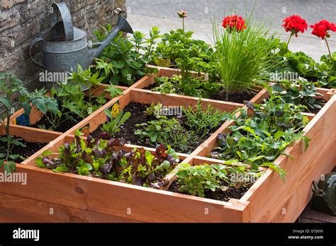 Square Foot Gardening How Many Plants All About Hobby