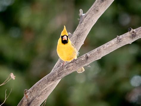 Extremely Rare Yellow Cardinal Flies Into A Michigan Backyard Popular