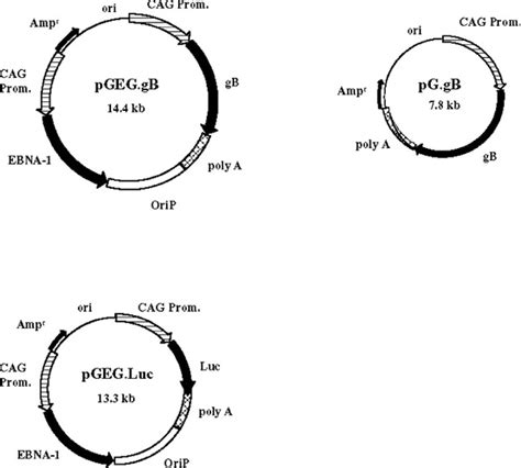 Schematic Representation Of Plasmid Vectors Prom Promoter Gb Hsv 1 Download Scientific