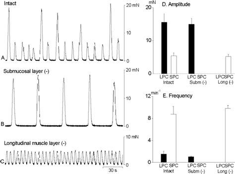 Spontaneous Phasic Contractions Recorded From An Intact Preparation