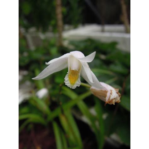 妞妞花園 台灣 原生蘭 蘭嶼白芨 山菜 3吋盆 蝦皮購物