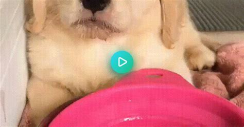 A Sleepy Little Golden Retriever Pup  On Imgur