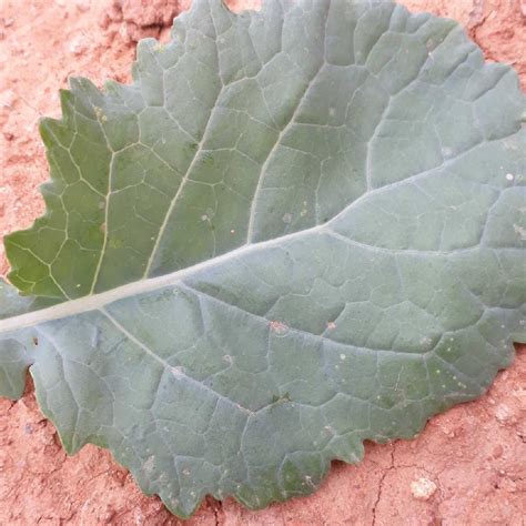 Plantsnap Identify Plants Trees Mushrooms With An App