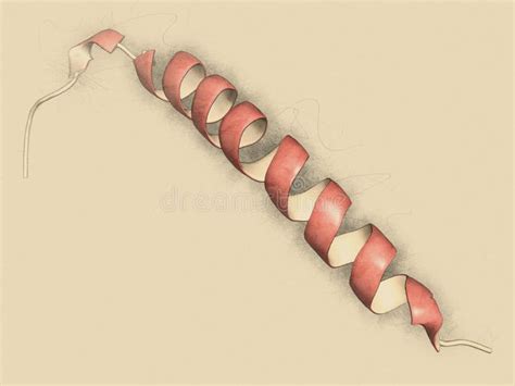 Gastric Inhibitory Polypeptide Stock Illustrations 17 Gastric