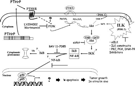 Schematic Representation Of Pthrp Signaling In Human Crcc Pthrp