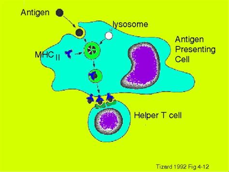 Major Histocompatibility Complex Dr Ihsan Alsaimary Ppt