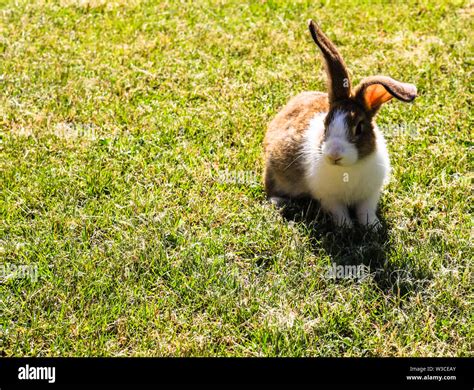 Close Up Photo Of A White And Brown Rabbit Sitting On The Grass Stock
