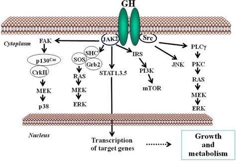 Frontiers Estrogens Regulate The Hepatic Effects Of Growth Hormone A