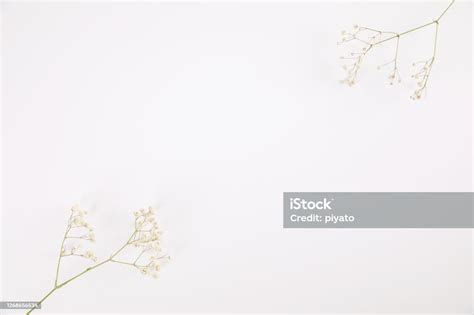 석고 필라 작은 흰색 꽃 식물 고립 된 흰색 배경에 상단 보기 안개꽃에 대한 스톡 사진 및 기타 이미지 안개꽃 잔가지 꽃