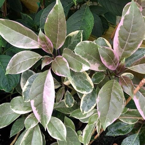 Solandra Maxima Variegata Chalice Vine