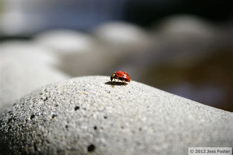 Sluggin Along Swimming Ladybug Hemolymph Hypothesis