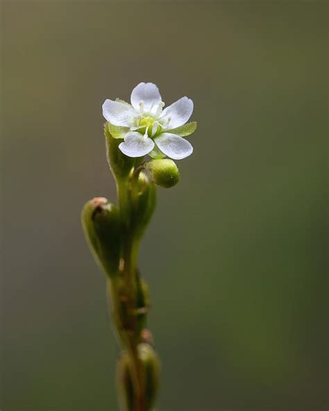 Tour Rossolis Fleur Sauvage Photo Gratuite Sur Pixabay