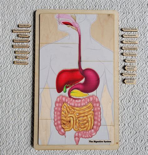 Digestive System Model School Project