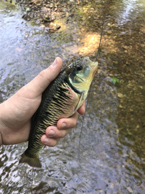 Wooly Buggers Literally Catch Everything R Flyfishing