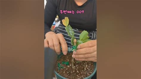 굵은 목기린선인장에 게발선인장을 접목하는방법 총 4가지색상을 접목했어요 더로즈하우스농원 게발선인장전문 꽃사랑 수입게발선인장 Youtube
