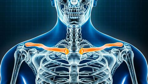 The Clavicle Functions Landmarks Fractures