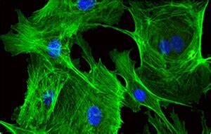 DAPI 4 6 Diamidino 2 Phenylindole Thermo Fisher Scientific US