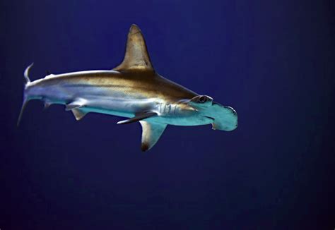 The Largest Hammerhead Shark Ever Caught On Camera Animals Around The