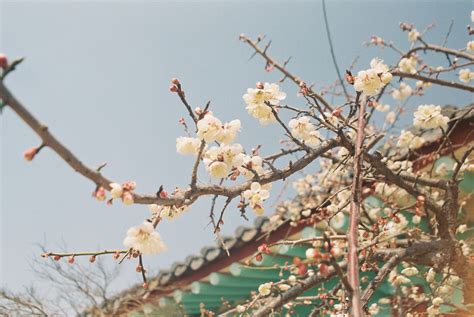 필름카메라로 찍은 사진들 40 데이터주의 인스티즈instiz 일상 카테고리