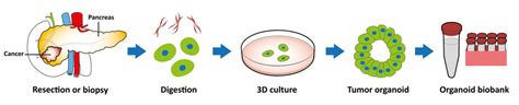 Tumor Organoid Generation Service Speed Biosystems Service Page