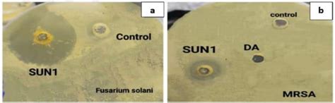 Figure 1 From Antimicrobial Activities Of Some Actinomycetes Isolated