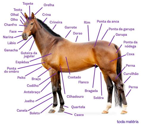 Qual é o coletivo de cavalos verloop io