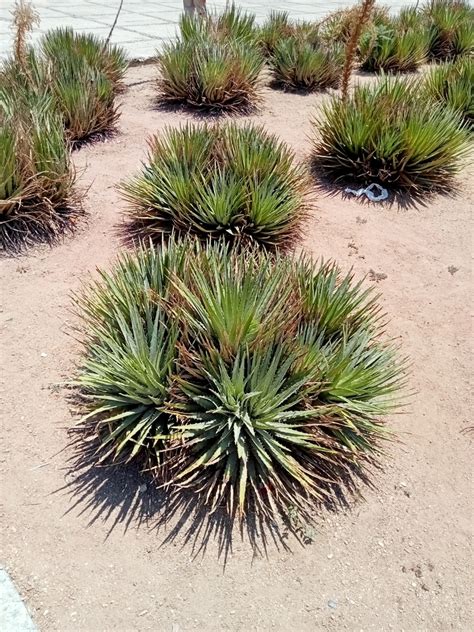 Hechtia Podantha From Ruta Independencia Centro Oaxaca De Juárez Oax México On March 27