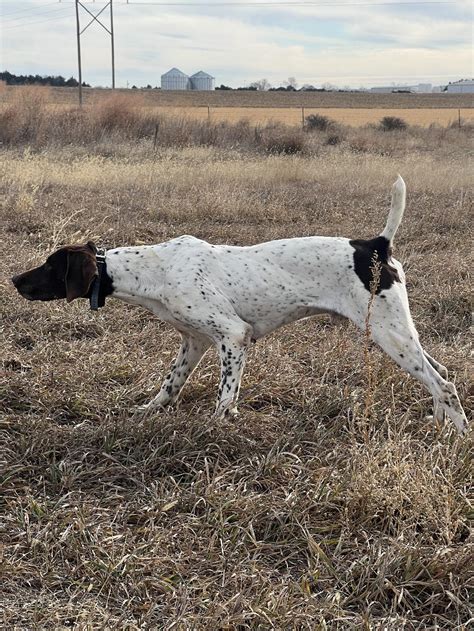 Male German Shorthaired Pointer