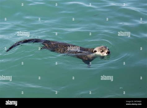 Young Cape Clawless Otter Aonyx Capensis Also Known As The African