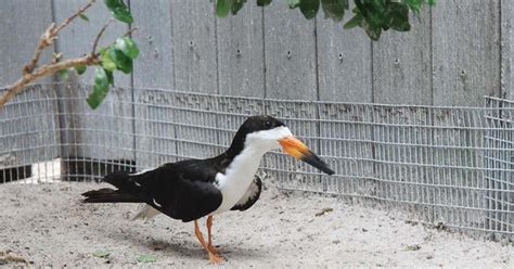 Suncoast Seabird Sanctuary Indian Shores Roadtrippers