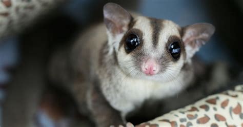 How To Look After A Sugar Glider Petloq