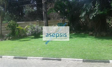 Reasons To Choose Zimbabwe Grass For Shaded Areas Asepsis Limited