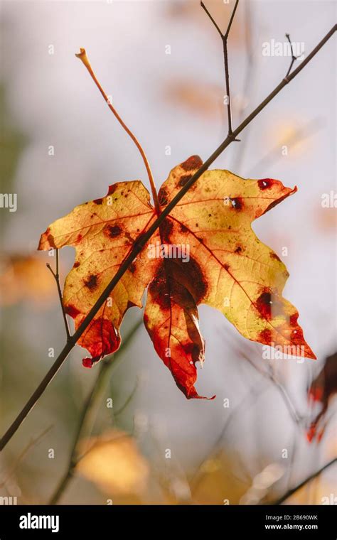 Bigleaf Maple Leaf Acer Macrophyllum In Autumn Caught In Small Tree